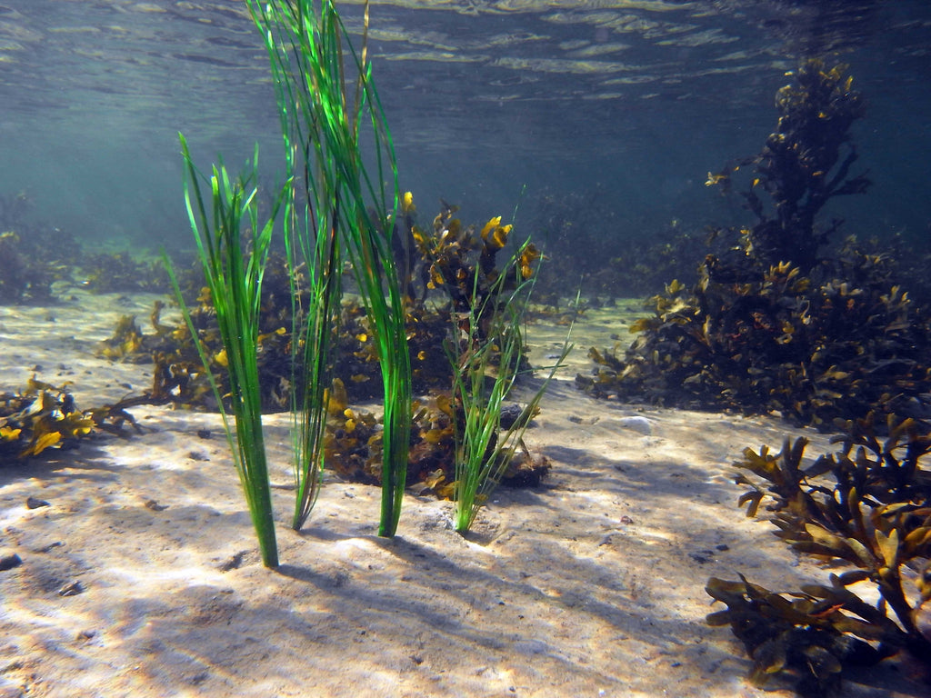 Surfgrass – Pangea America